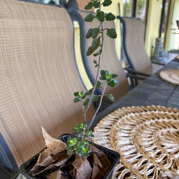 Teucrium Chamaedrys Germander Live Plant in 3 1/4" Pot - Etsy