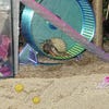 Hermit Crab Foraging Dish Hanging Shell Dish Hermit Crab Enrichment - Etsy