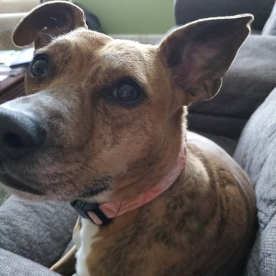 Orange and White Checkered Dog Collar, Martingale or Flat Collar, Dog ...