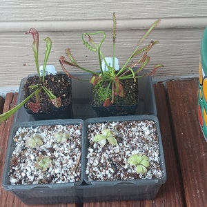 Soil Mix for Drosera Venus Flytrap and Sarracenias - Etsy