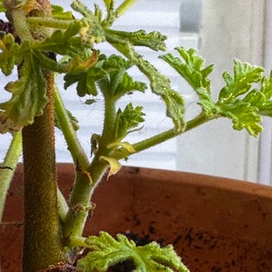 Silene Capensis Silene Undulata Xhosa African Dream Root Plant - Etsy
