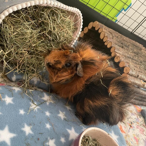 Padded Cotton Blanket Set for Ikea Dolls Bed Bunny Rabbit Blanket Pet ...