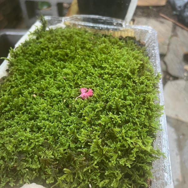 High Quality Sheet Moss/brocade Moss (hypnum Imponens ) WASHED, No Bugs ...