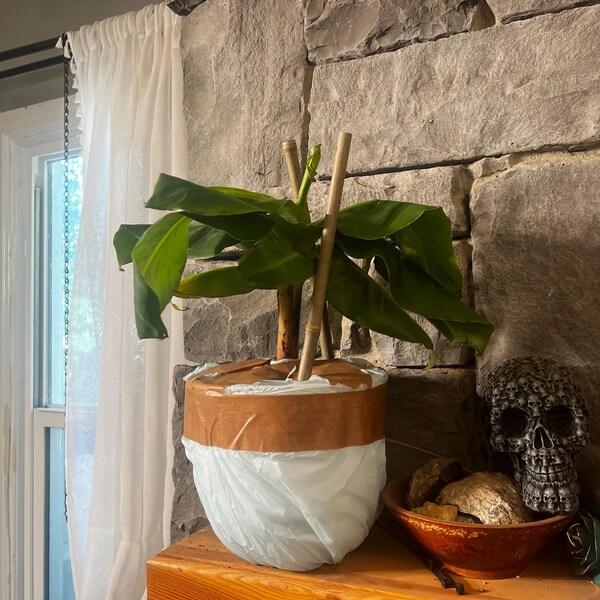 Windmill Palm Tree – Organically Grown in a Fern-colored 8" Self ...