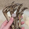 Dry- Preserved White Ermine Paw - Etsy
