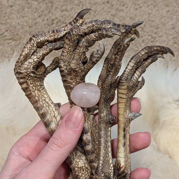 Mummified Scorpion - Shadow Box - Etsy