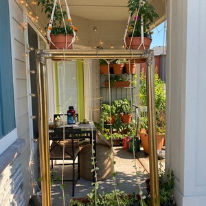 Live Hops Plants humulus Lupulus 3.5 Potted Plants - Etsy