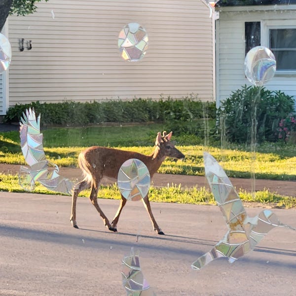 Rainbow Prism Sea Turtle Decals Static Window Clings Alert Birds to ...