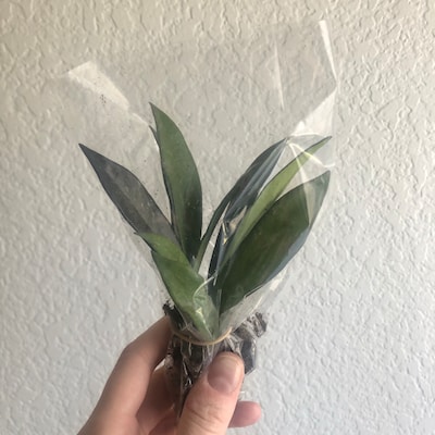 Hoya Royal Hawaiian, Starter Plug - Etsy