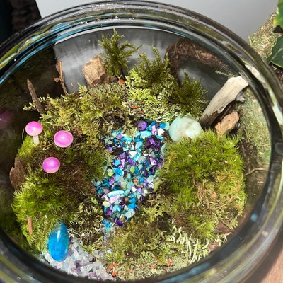 Large Terrarium Assortment Mix of British Soldier Pixie Cups Pityrea ...