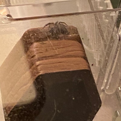 3D Printed JC Original Magnetic Coffin Jumping Spider Hide - Etsy