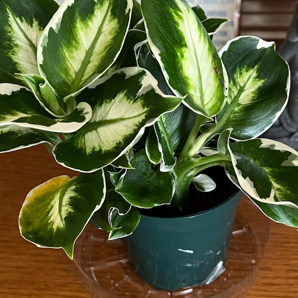 Pothos Champs Elysees Teruno Pothos Epipremnum Japanese Pothos Tropical ...