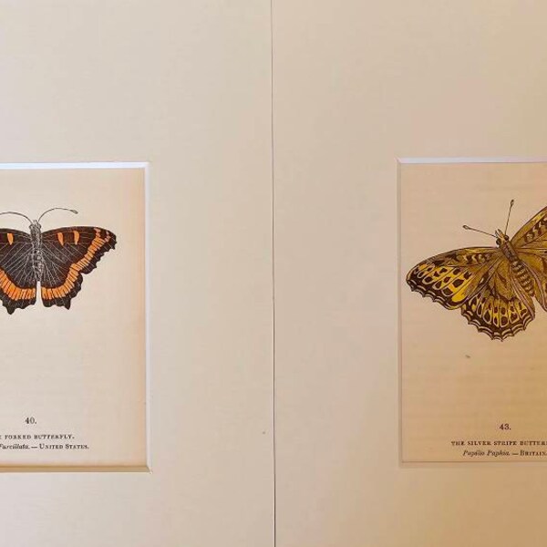 Antique French Print, Fourrures From 1922 ,french Vintage Animal Print ...