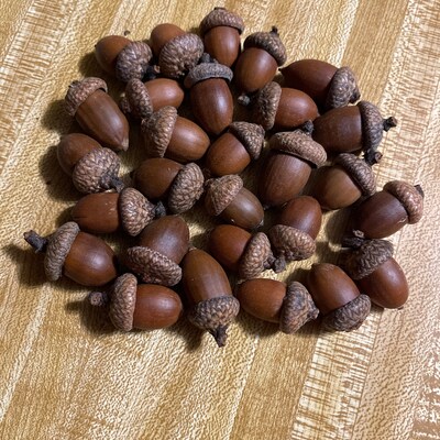 SMALL Real Acorns Natural Acorns Rustic Decor Thanksgiving Decor Table ...