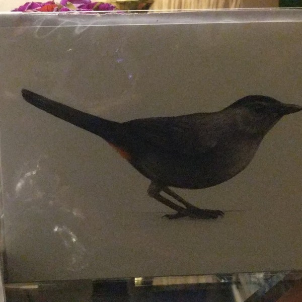 Gray Catbird Art Illustration Bird Artwork Ornithology Print 5x7 - Etsy