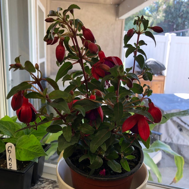 Hand picked plants from the best growers in by FreshFromGreenhouse