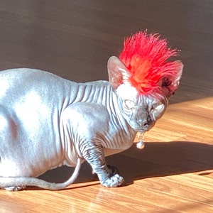Cat Mohawk - Etsy