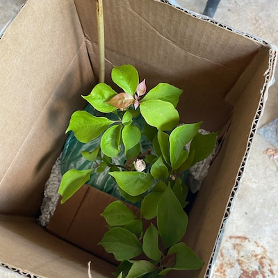 Diamond Oren Bougainvillea Plant - Etsy