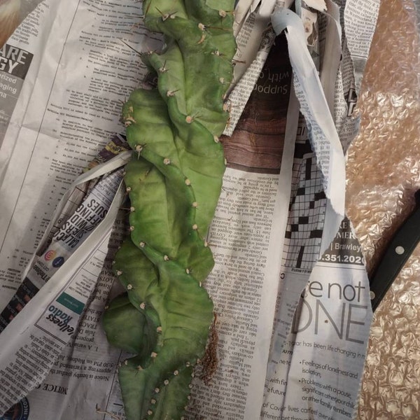 Cereus Peruvianus Spiralis Cactus Cuttings Free Shipping Tornado Cactus SPECIAL - Etsy