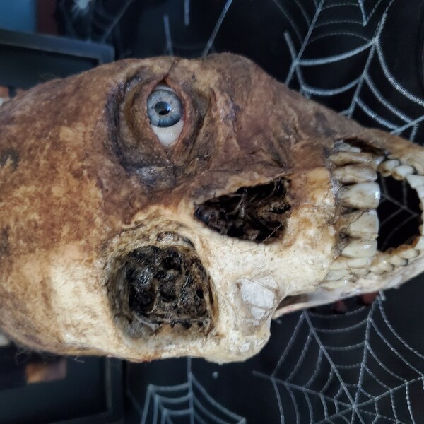 Halloween Horror Prop - Life Size Realistic Half Skull Corps Head by ...