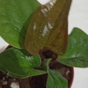 Cissus Discolor Javana Climbing Rex Bogonia 6 Inch Hanging - Etsy