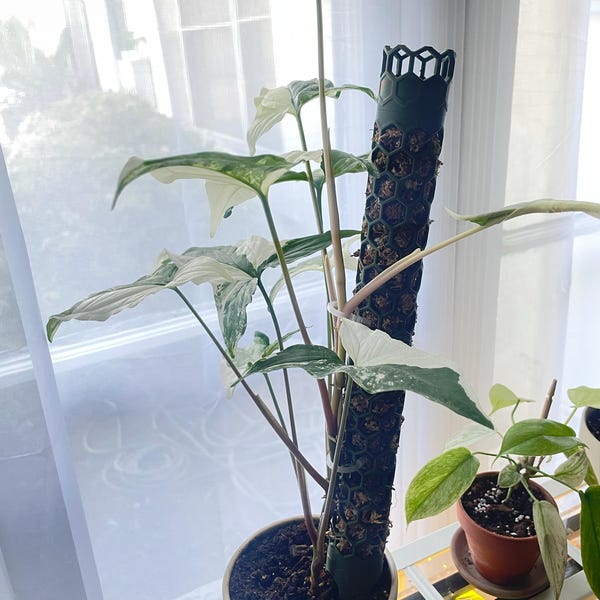 Alien Planter Alien Bust Plant Pot Scifi Indoor Planters Space Indoor ...