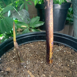 Curcuma ELATA Hidden Lily Ginger Flower Giant Plume Mature - Etsy