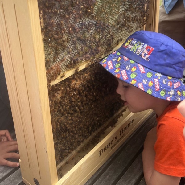 Observation Hive, 4-frame Nuc Apiary Bee Hive for Classroom, Urban ...