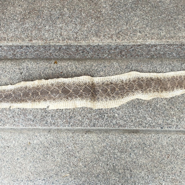 Rattlesnake Skin WITH RATTLE - Texas Western Diamondback Rattlesnake ...