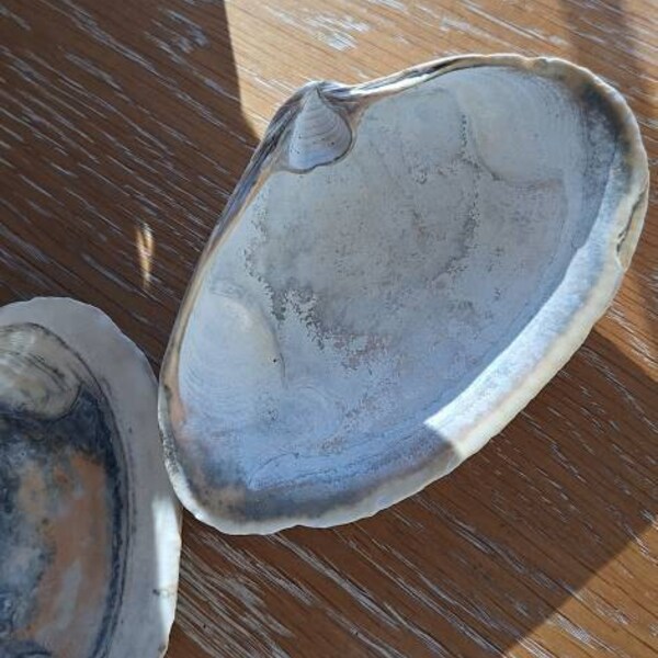 Sea Shell Glass Window Art Coastal Seascape Resin Art/ Shell Medley ...