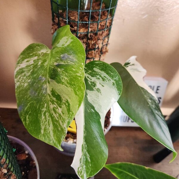 Carnival Pothos Teruno Series Epipremnum Aureum Carnival Terunoworld ...