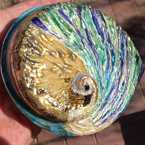 Small Scallop Baking Dish Seashells Pecten Yessoensis (8 Shells Approx ...