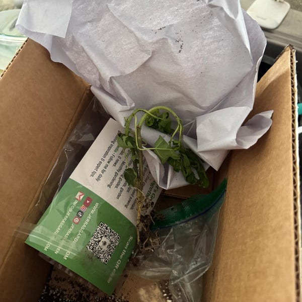 Tromboncino Rampicante Huge Italian Heirloom Zucchini Squash Vegetable ...