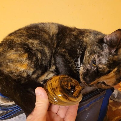 Tortoiseshell Cat Glass Sculpture - Etsy