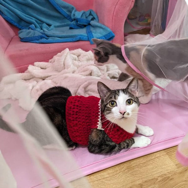 Cat Sweater Crochet Pattern, Cat Clothes Pattern, Crochet Pattern, Pet ...