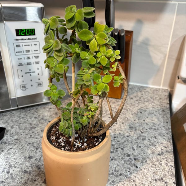 Vicks Plant, Plectranthus Tomentosa, Fragrant Herb Succulent - Etsy