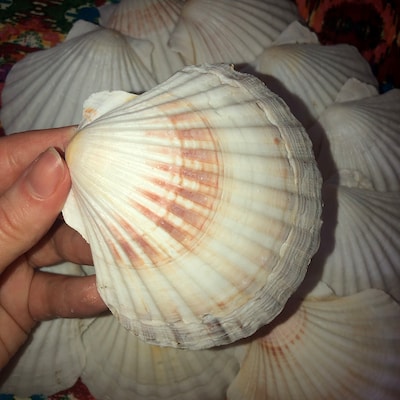Set of 3 Large Irish Flat Scallops Shells Seashells 4 Crafts Beach ...