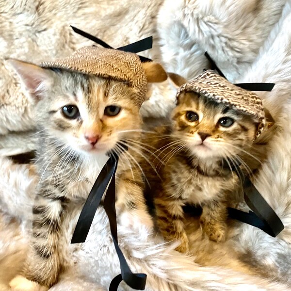 Elf Cat Hat. Christmas Cap for Cats and Kittens. Pet Photo Prop ...