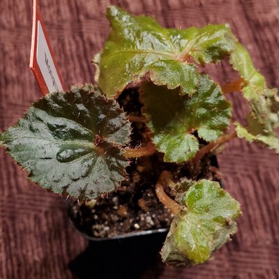 Begonia 'midnight Magic' LIVE PLANT - Etsy