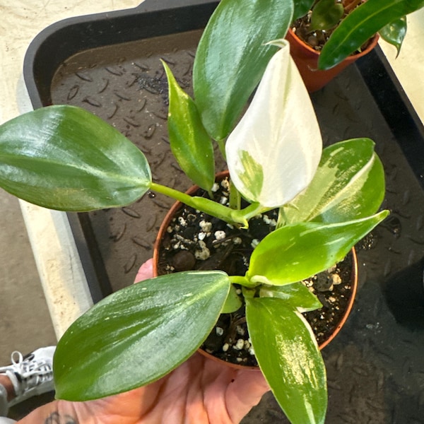 Philodendron White Wizard “high Color” - Live Indoor Houseplant – Rare ...