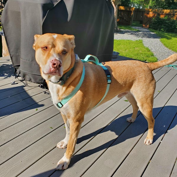 Lof Dog No Pull H-type Harness With Handle, Designed to Fit Dogs Body ...