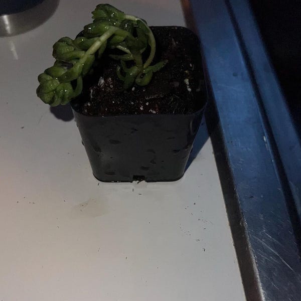 Albuca Polyphylla 'augrabies Hills' Succulent Plant - Etsy