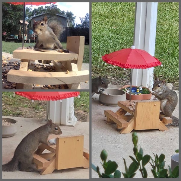 Squirrel Table Umbrella, Squirrel Feeder, Picnic Table Squirrel, Fence ...