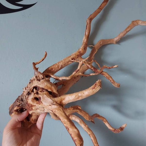 AZALEA REDMOOR ROOTS | Terrarium Supplies | Decorative Roots ...