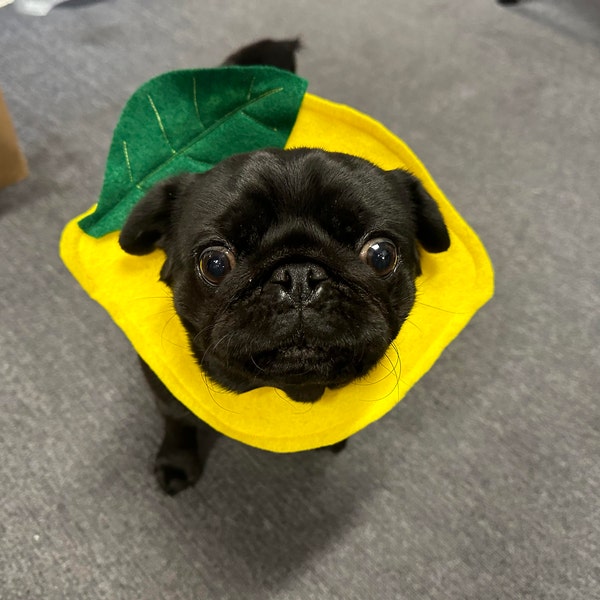 Lemon Pet Costume for Cats Small Dogs and Other Pets in Soft Yellow ...