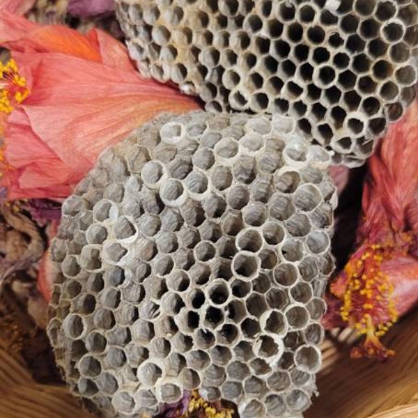 Wasp Nest, 1 3/4"vacant Nest, Natural Curiosities, Insects, Bee Nest ...