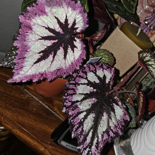 4" African Violet “cabbage Patch” - Etsy