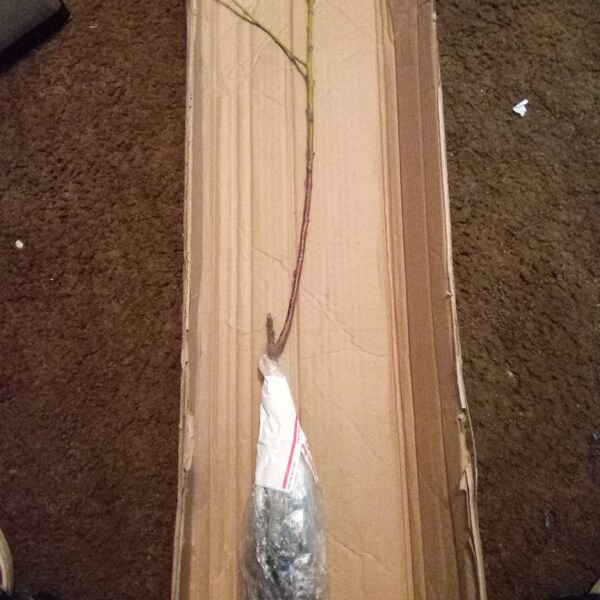 1 Alberta Peach LIVE Tree 2ft Ready to Plant Now - Etsy