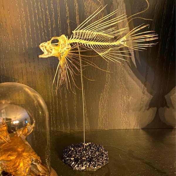 Real Lionfish Skeleton, Dendrochirus, Fish Taxidermy, on Queen Chess ...
