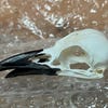 Real Carrion Crow Skull Corvus Carone Raven Corvid Taxidermy Gothic ...